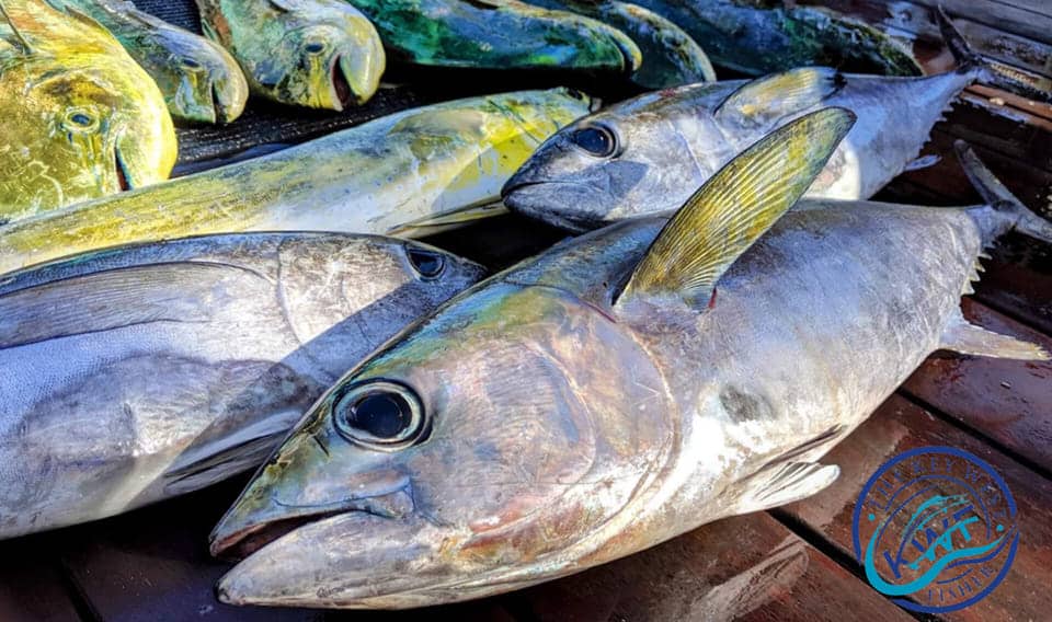 Home - The Key West Fisher