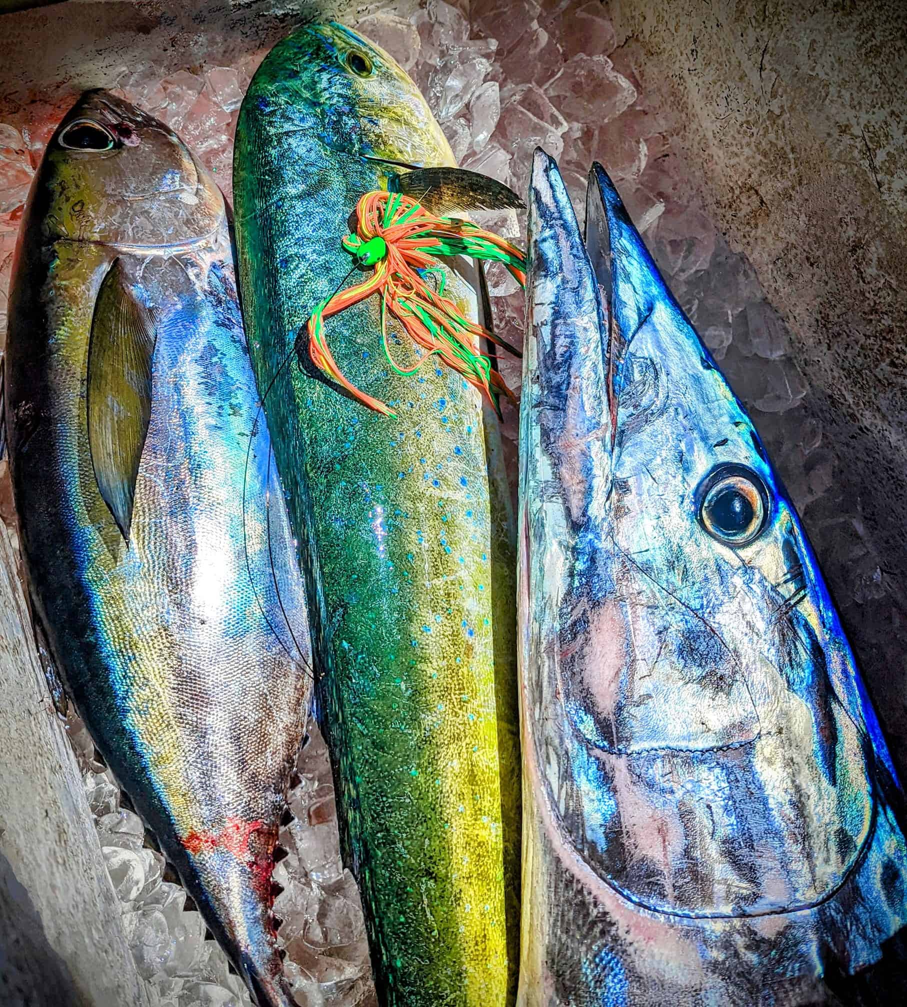 Home - The Key West Fisher